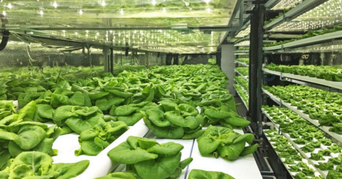 Shipping Container Farm | Revolutionazing Farming Techniques